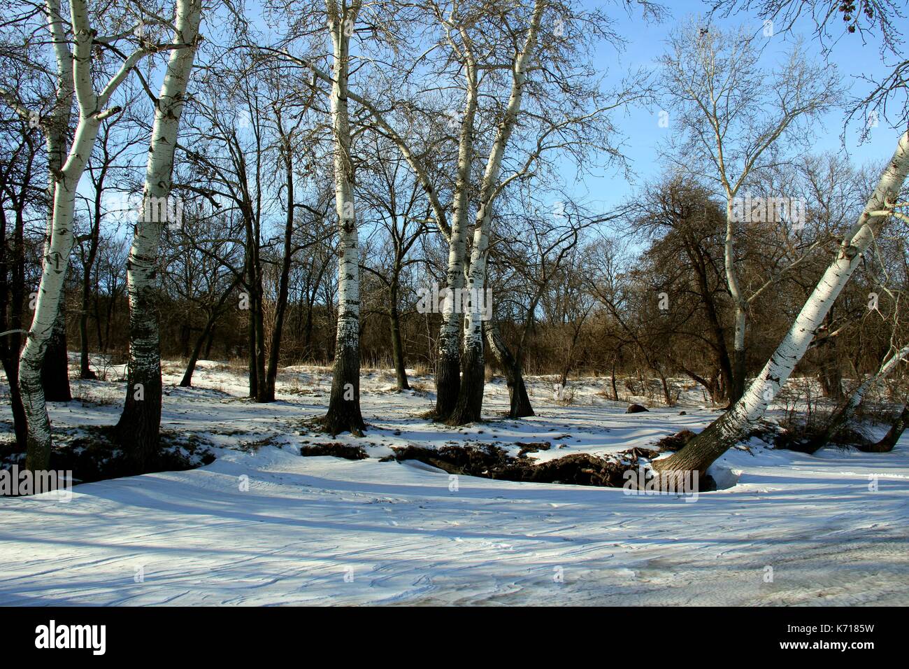 Winter frozen nature Stock Photo - Alamy