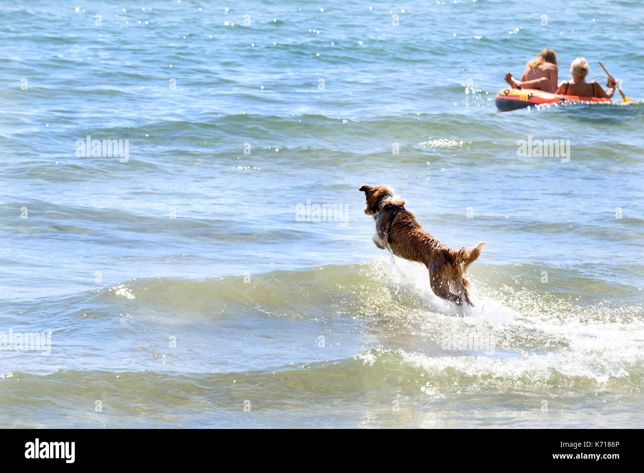 A dog splashing about in the sea, jumping waves and having a good time ...