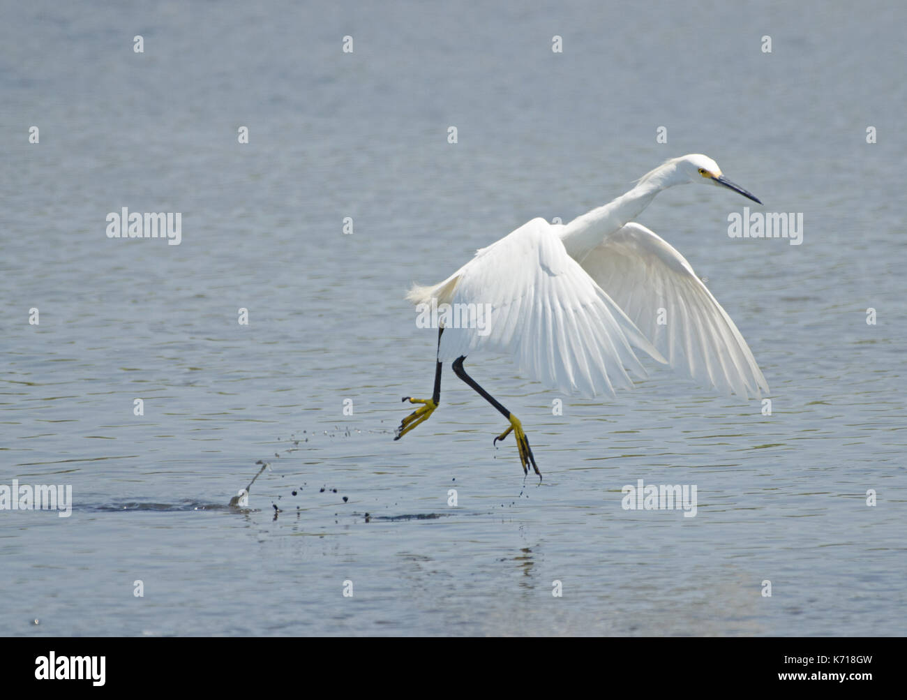 Northern egret landing on water Stock Photo - Alamy