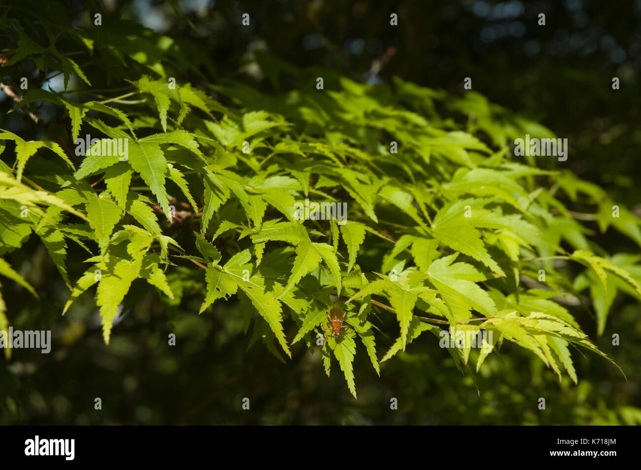 leaves of a japanese maple tree Stock Photo - Alamy