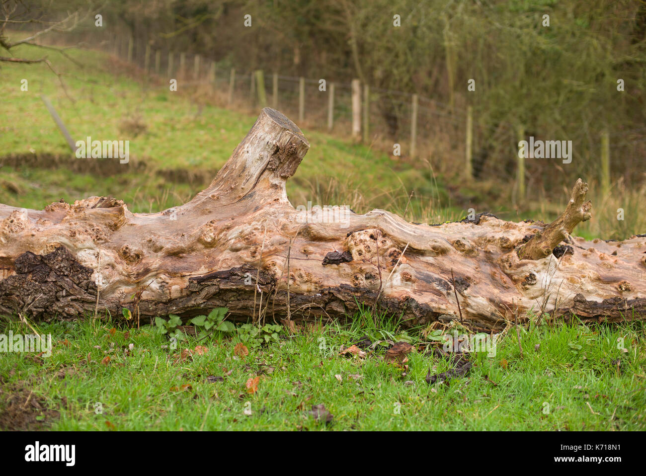 Fallen ancient tree in a field Stock Photo - Alamy