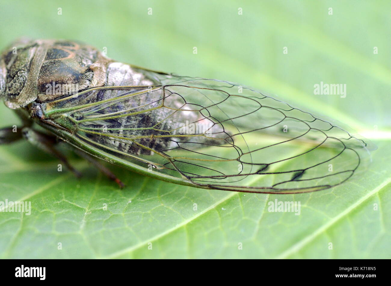 Detail macro image of a dog-day cicada (Neotibicen canicularis) on a ...