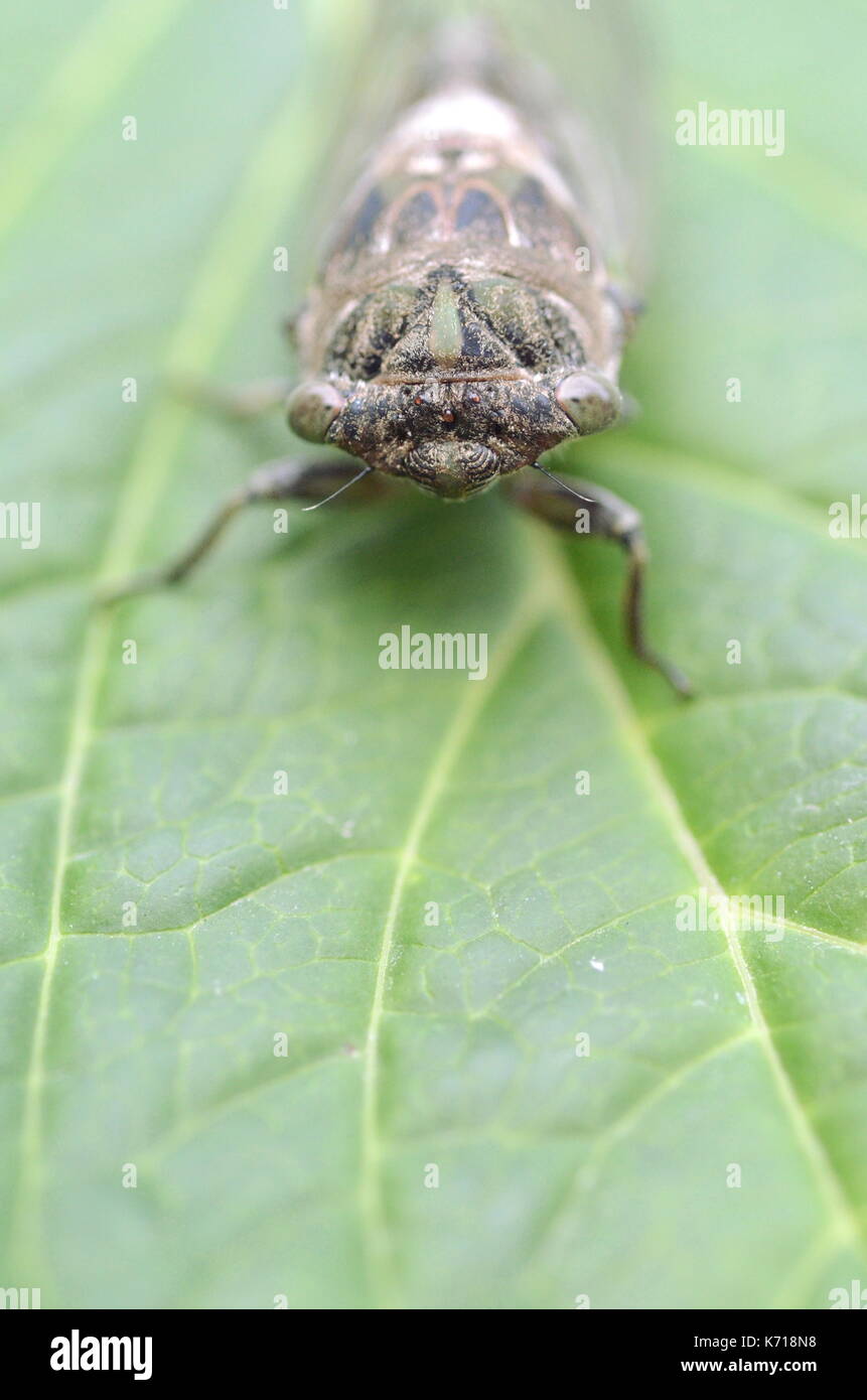 Detail macro image of a dog-day cicada (Neotibicen canicularis) on a ...