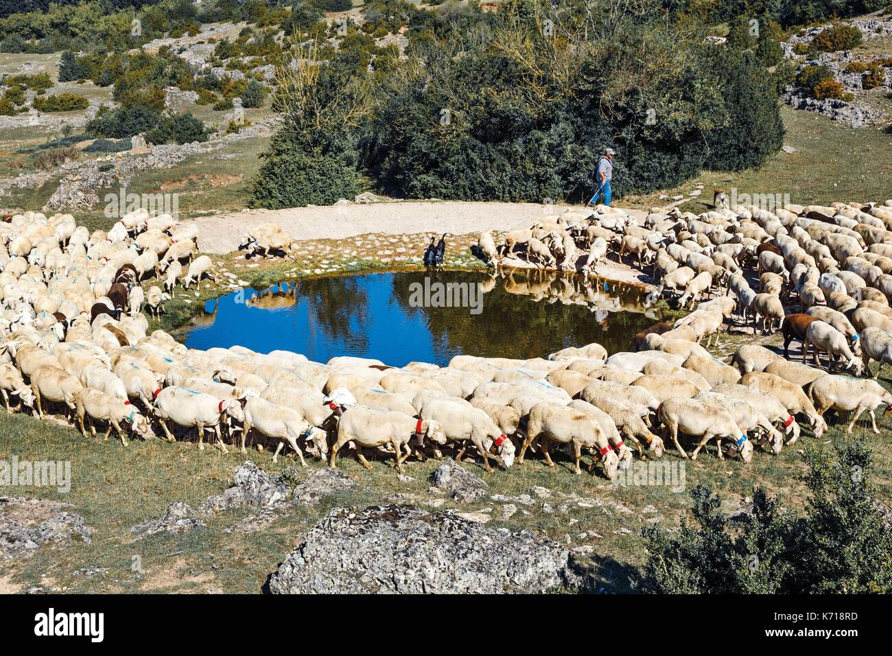 France, Aveyron, Sheep drinking from a lavogne Stock Photo - Alamy