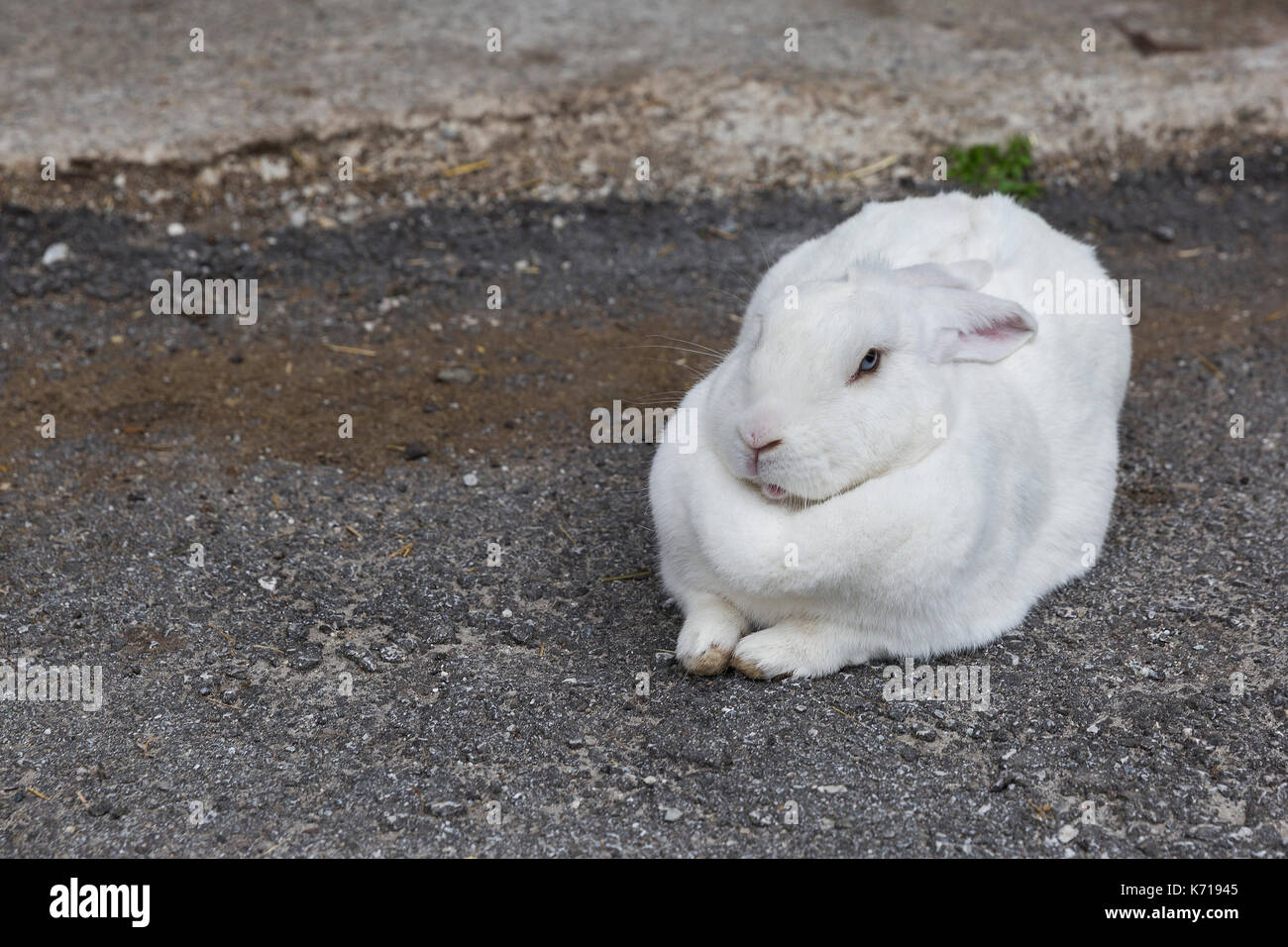 Ground rodent hi-res stock photography and images - Alamy