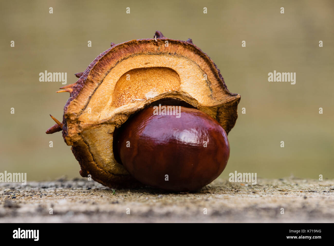 Green outer husk hi-res stock photography and images - Alamy