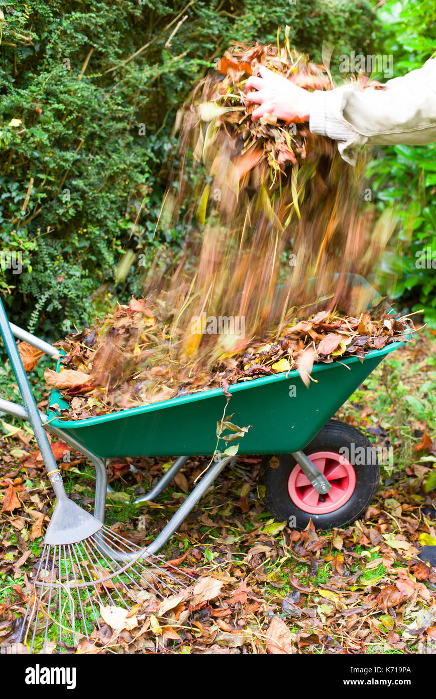 Scooping leaves hi-res stock photography and images - Alamy