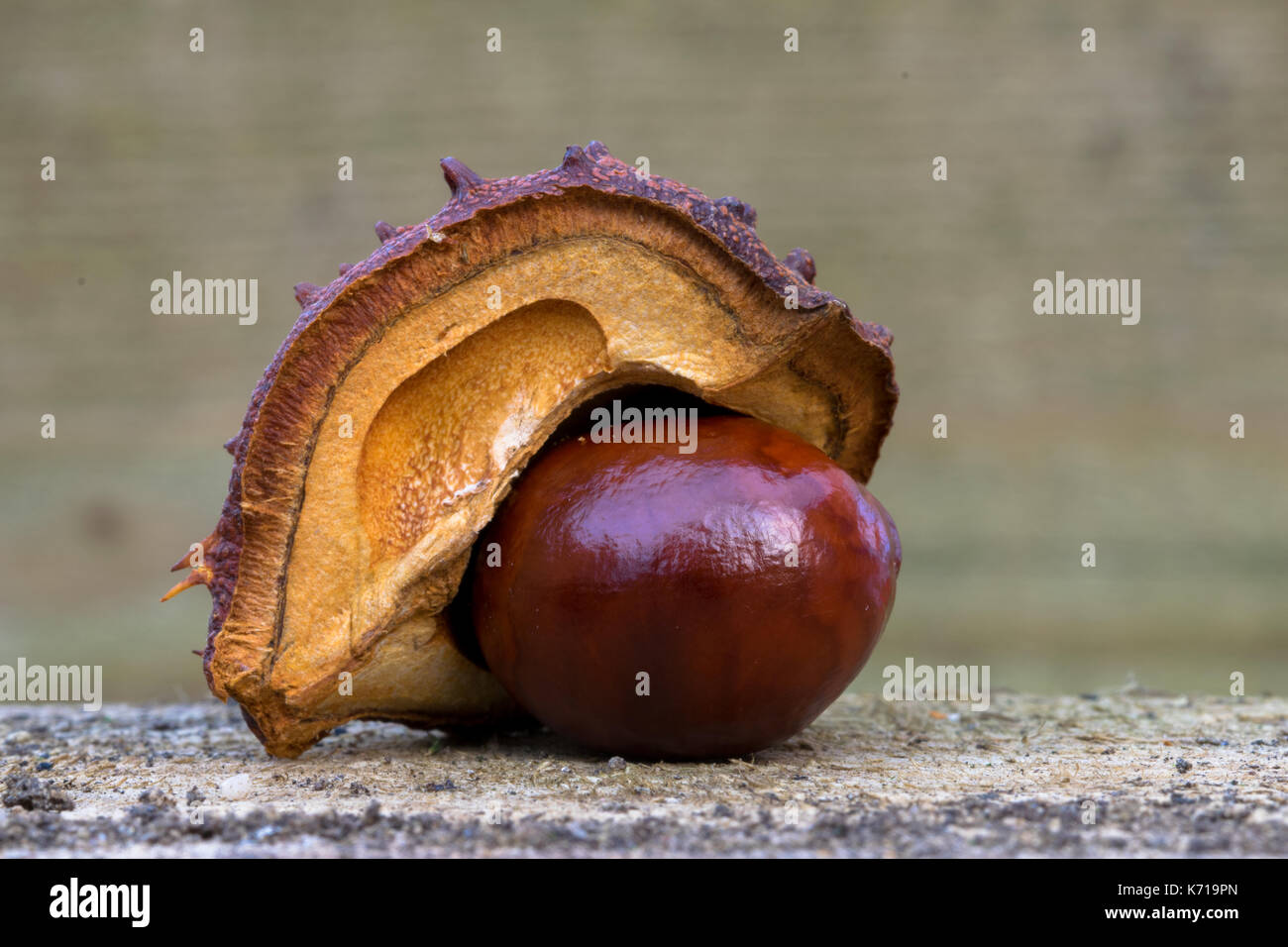 Conkers and the outer shell from the horse chestnut tree Stock Photo ...