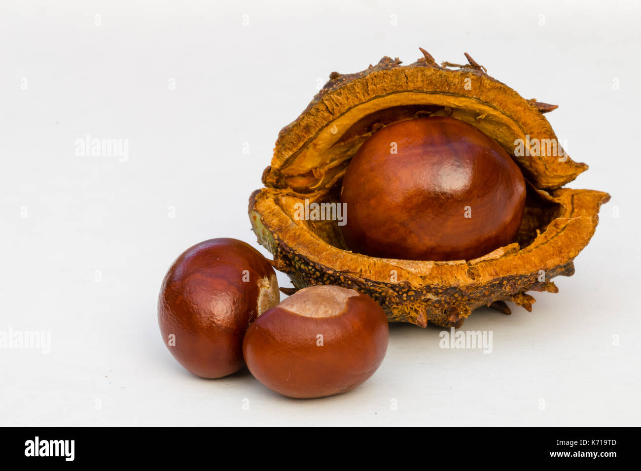 Conkers and the outer shell from the horse chestnut tree Stock Photo ...