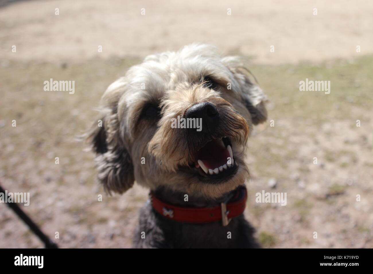 Dog smiling at camera Stock Photo - Alamy