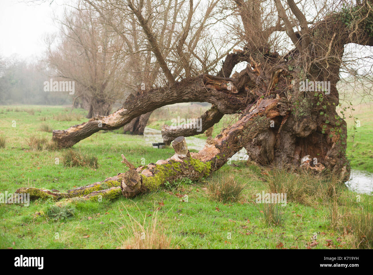 Fallen ancient tree in a field Stock Photo - Alamy