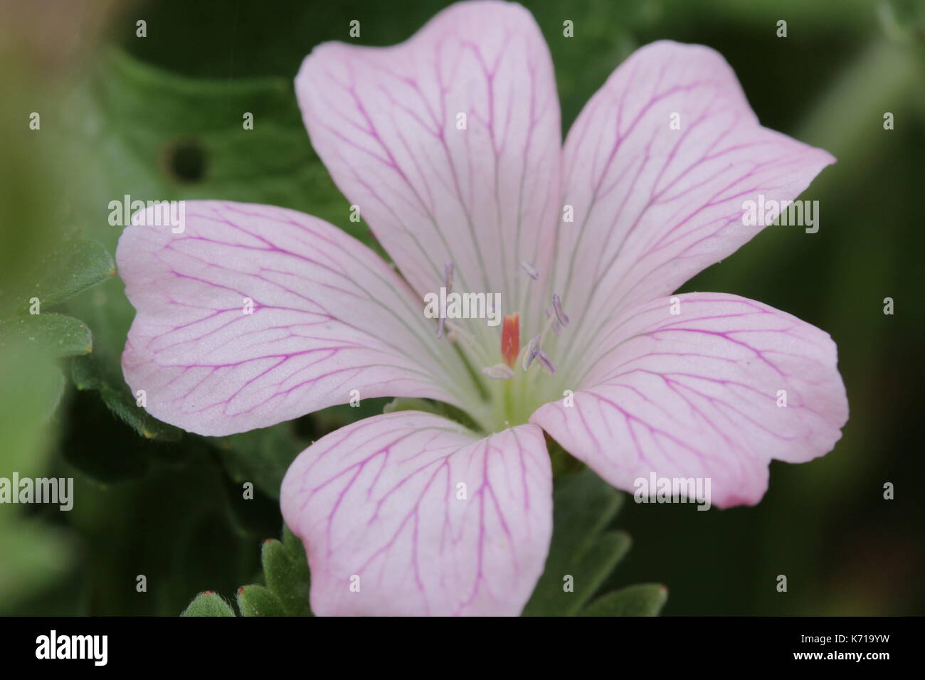 Light pink open flower Stock Photo - Alamy