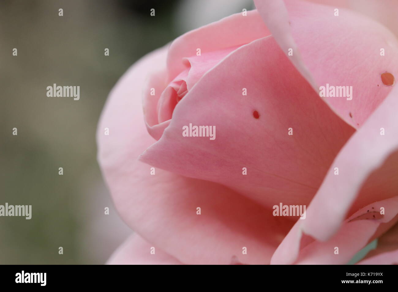 Light pink rose bud Stock Photo - Alamy