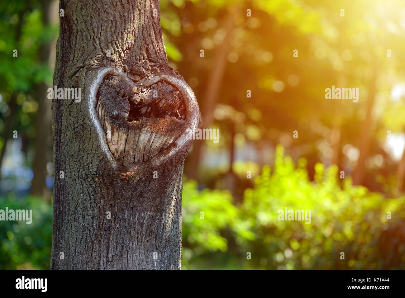 Natural heart shape in old rough wood crack tree texture against green ...