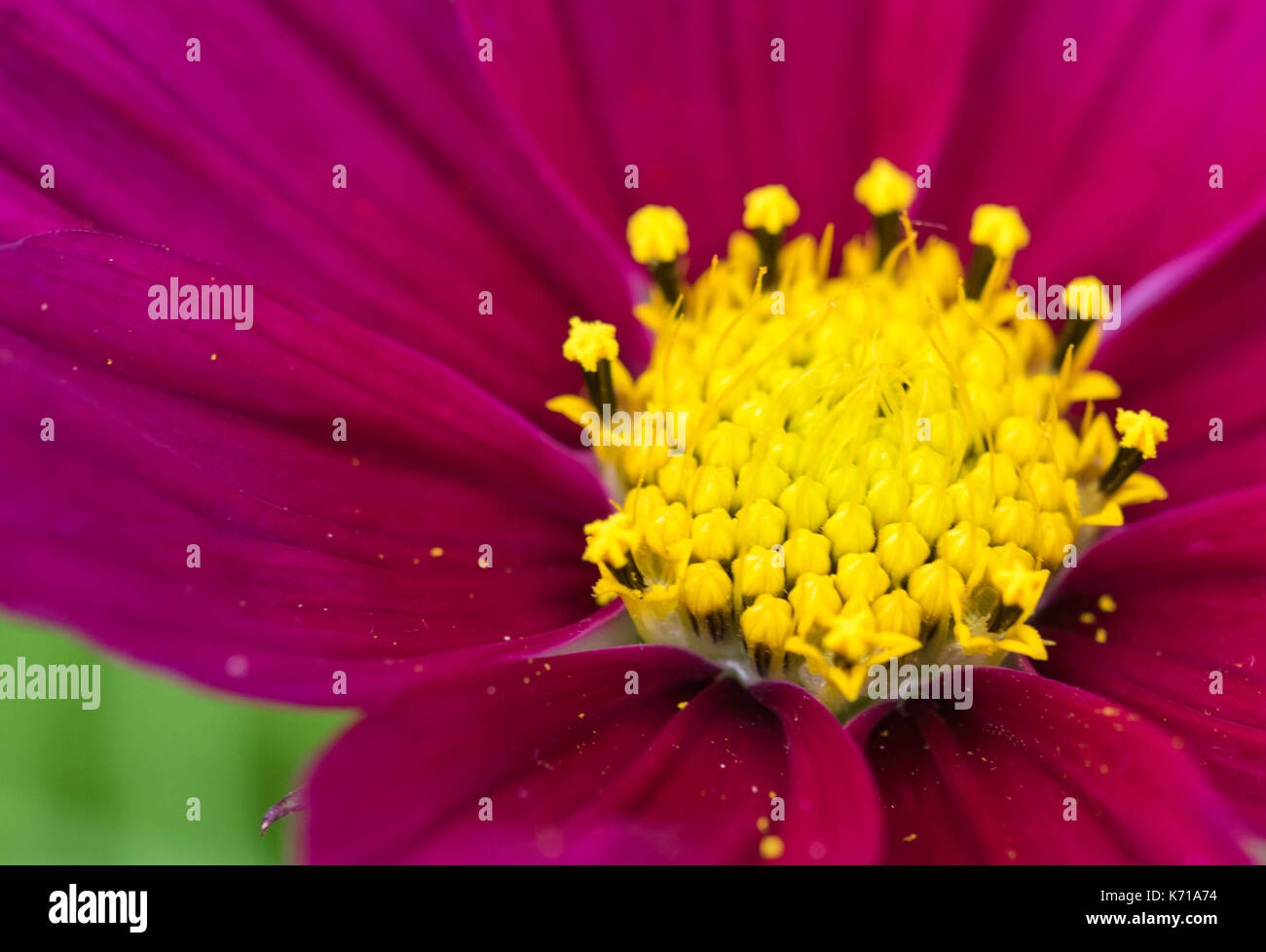 closeup of a colourful flower Stock Photo - Alamy