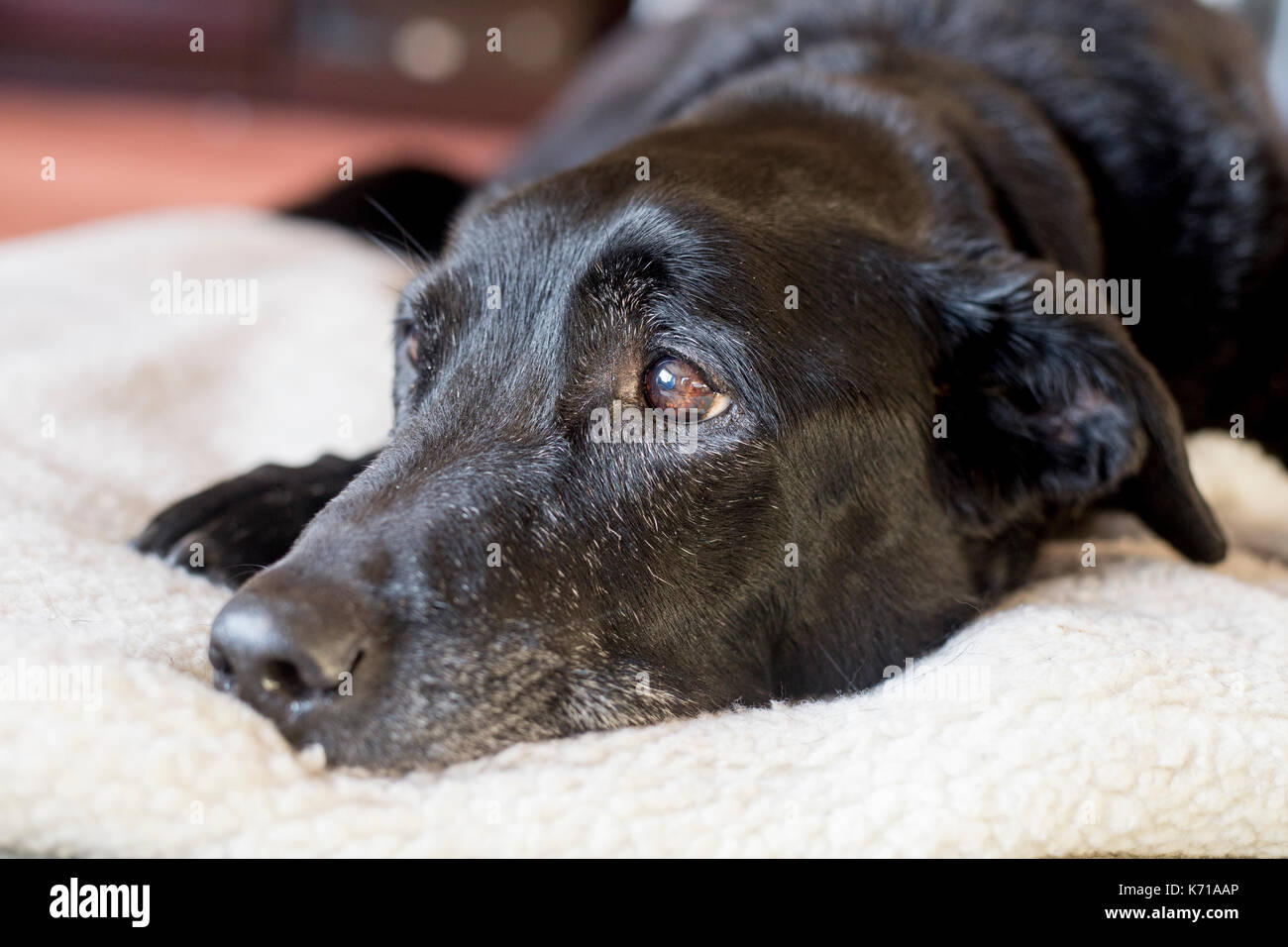 Take care of pets in their old age hi-res stock photography and images ...