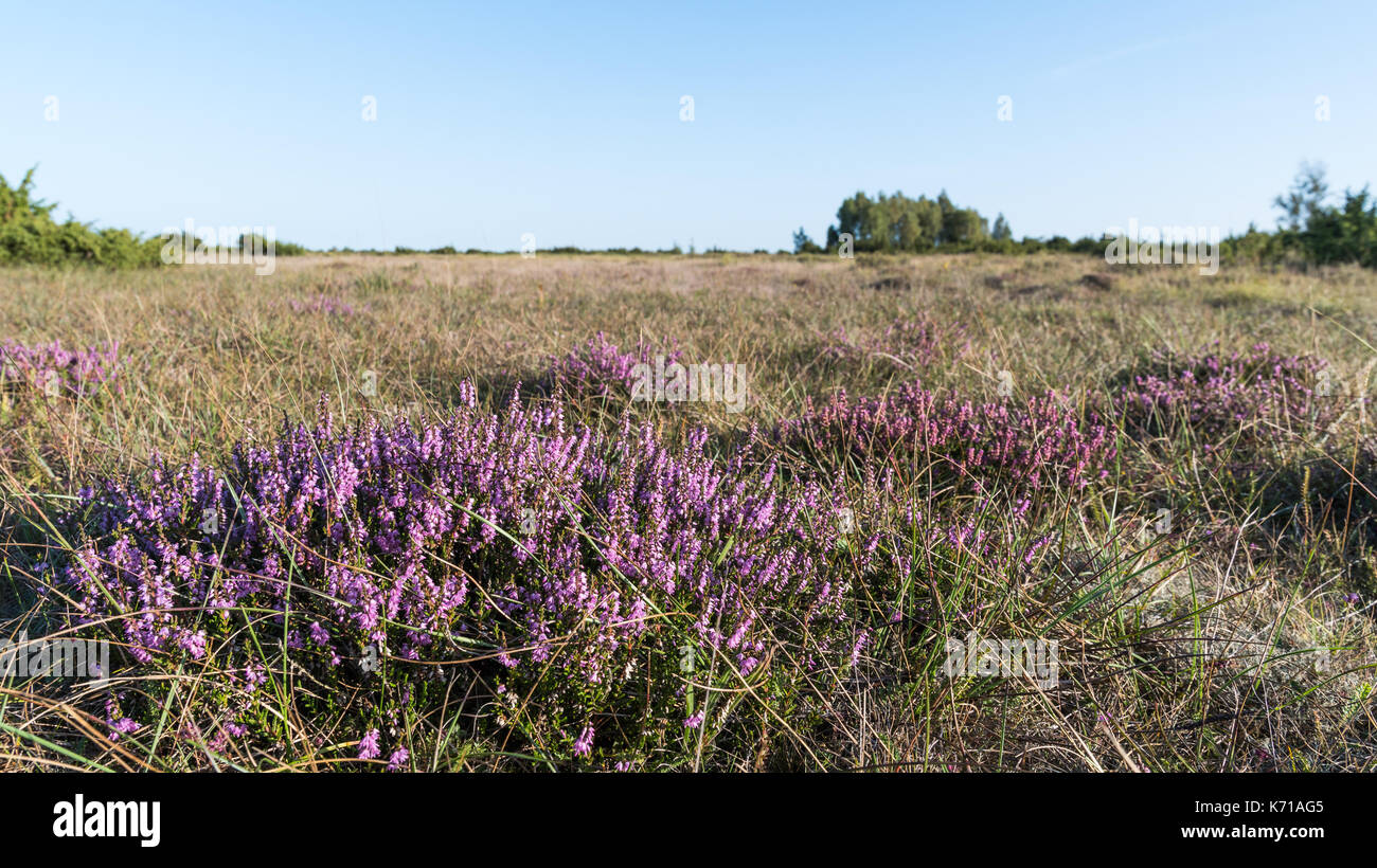 Alvar plants hi-res stock photography and images - Alamy