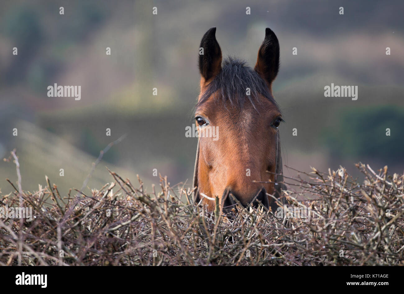 The head of a horse looking over a hedge Stock Photo - Alamy