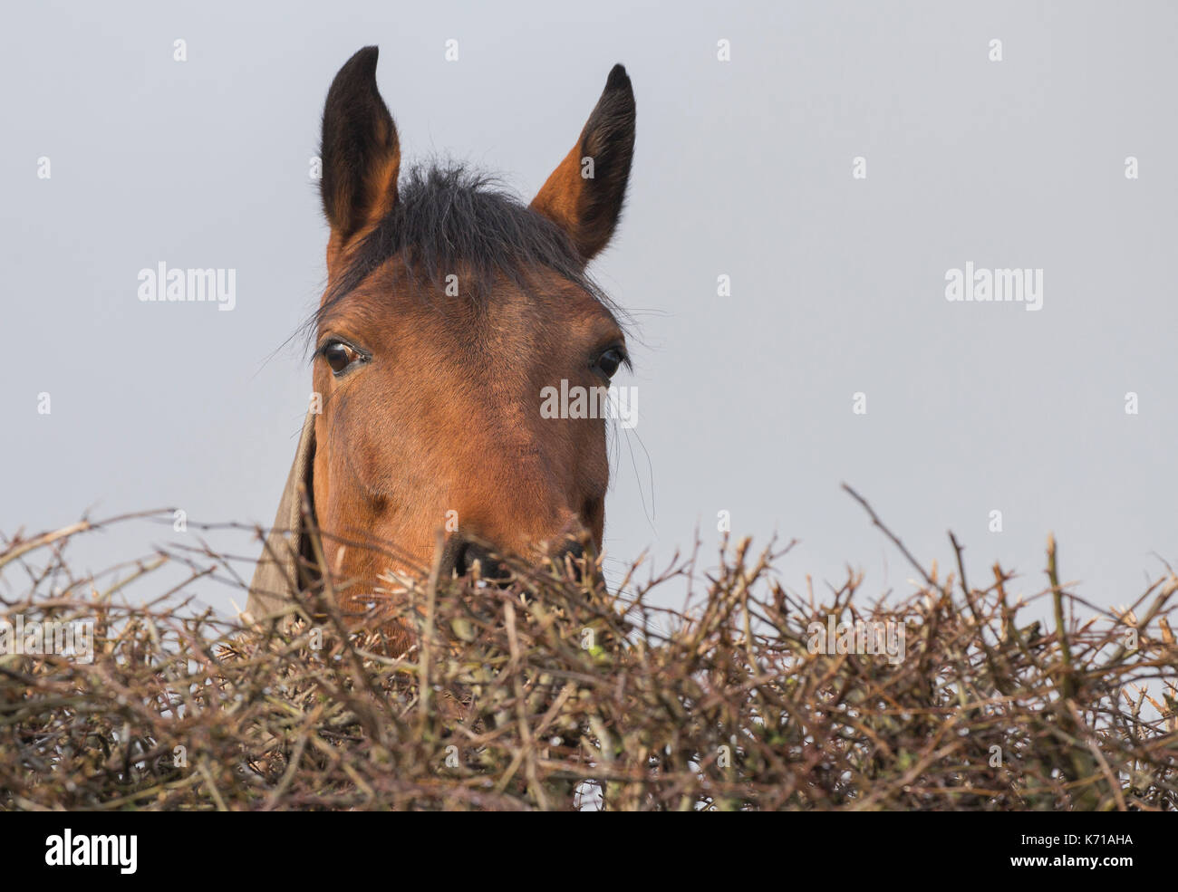 The head of a horse looking over a hedge Stock Photo - Alamy