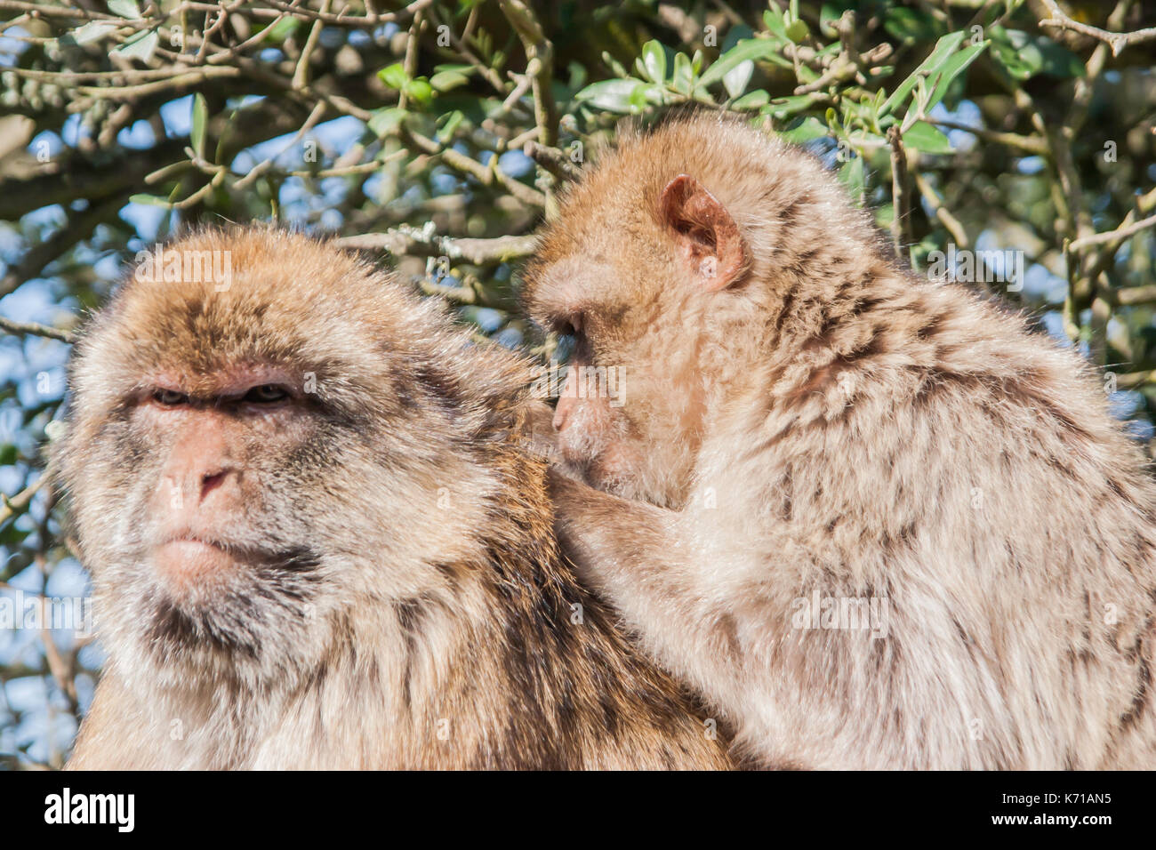 Ape barbary hi-res stock photography and images - Alamy