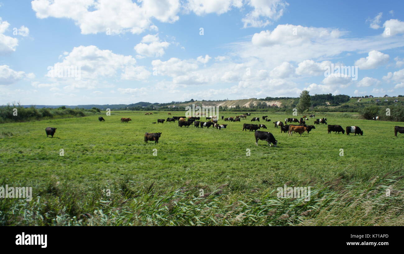 A few cows on the meadow on may Stock Photo - Alamy