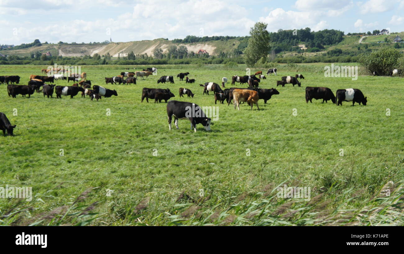 Few cows hi-res stock photography and images - Alamy