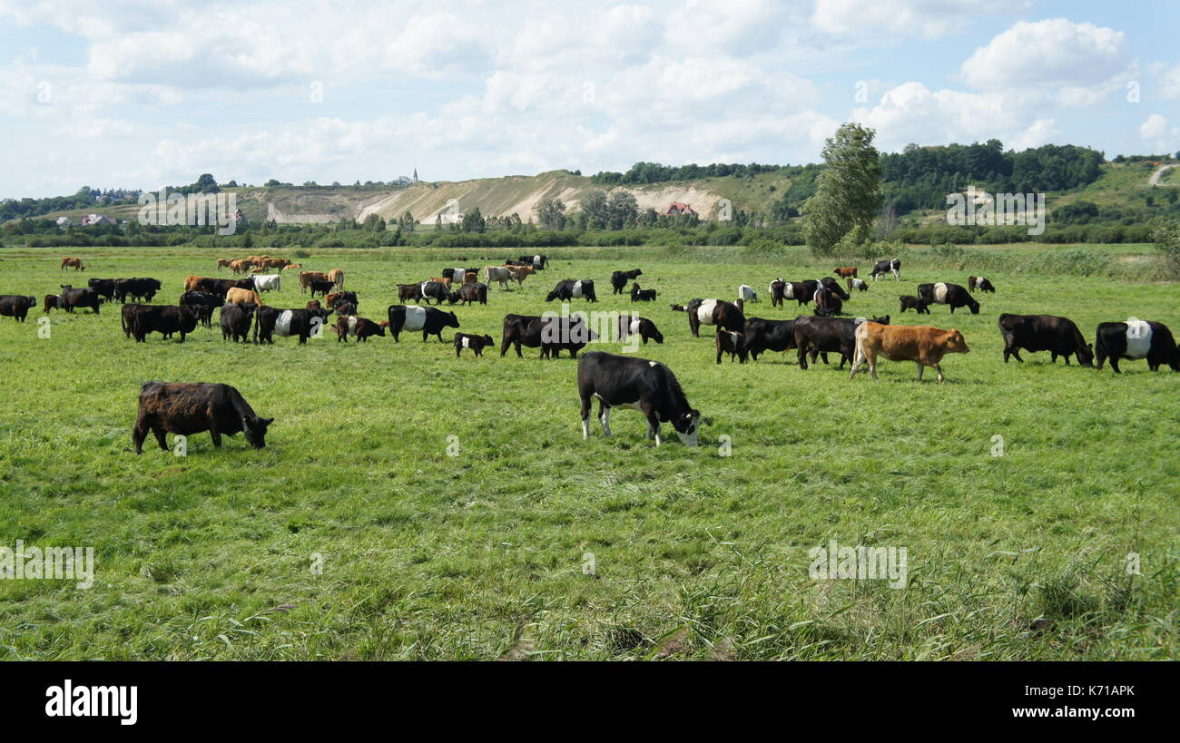 A few cows on the meadow on may Stock Photo - Alamy