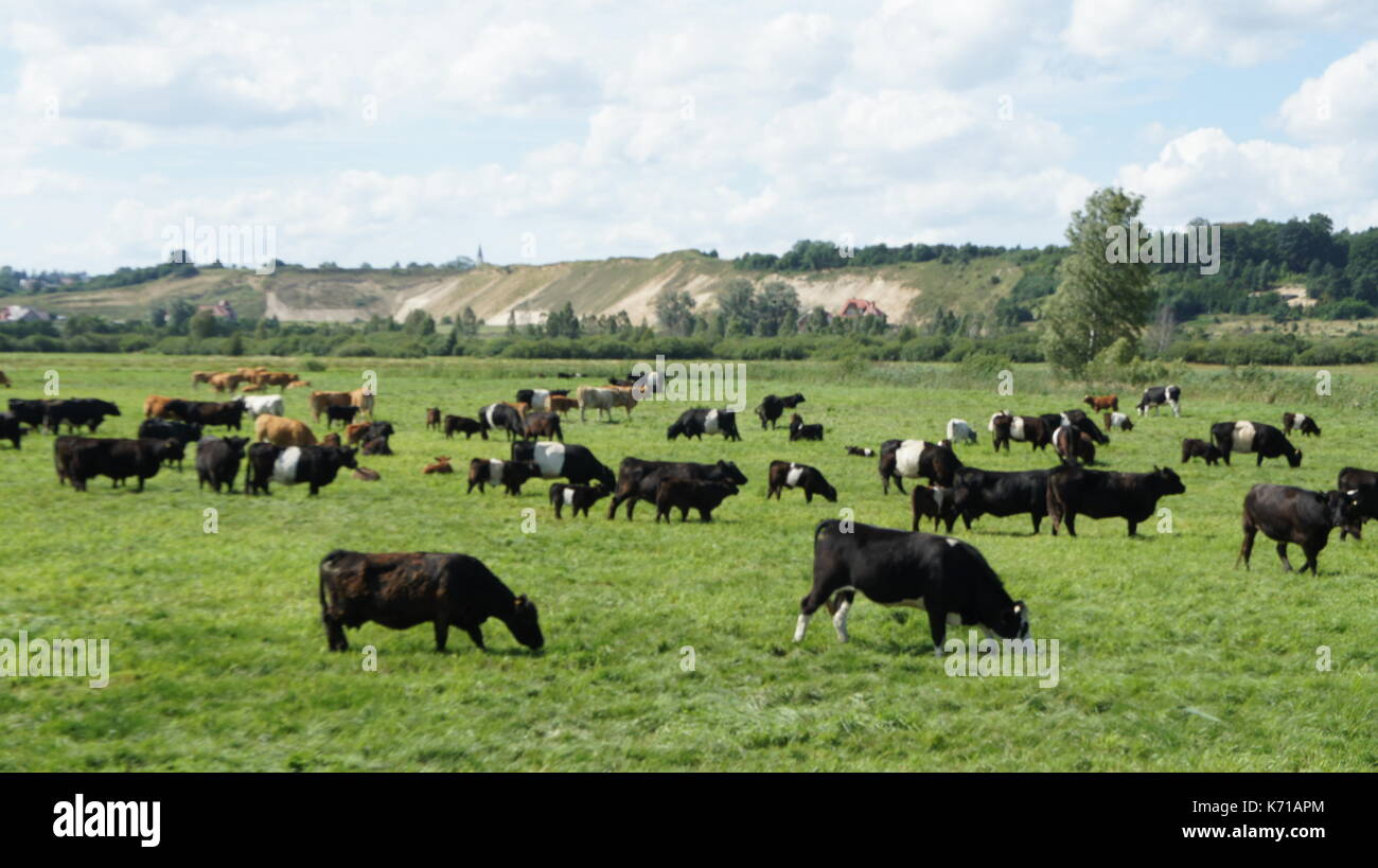 A few cows on the meadow on may Stock Photo - Alamy
