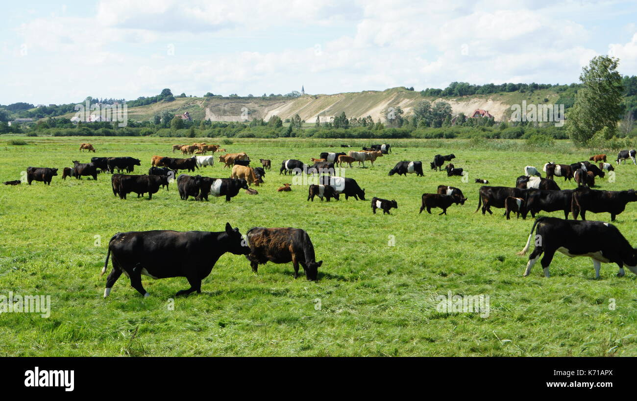 A few cows on the meadow on may Stock Photo - Alamy