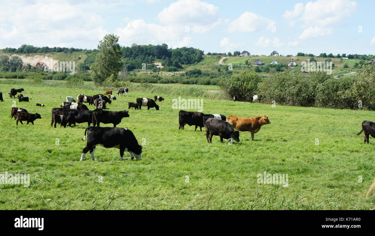 A few cows on the meadow on may Stock Photo - Alamy