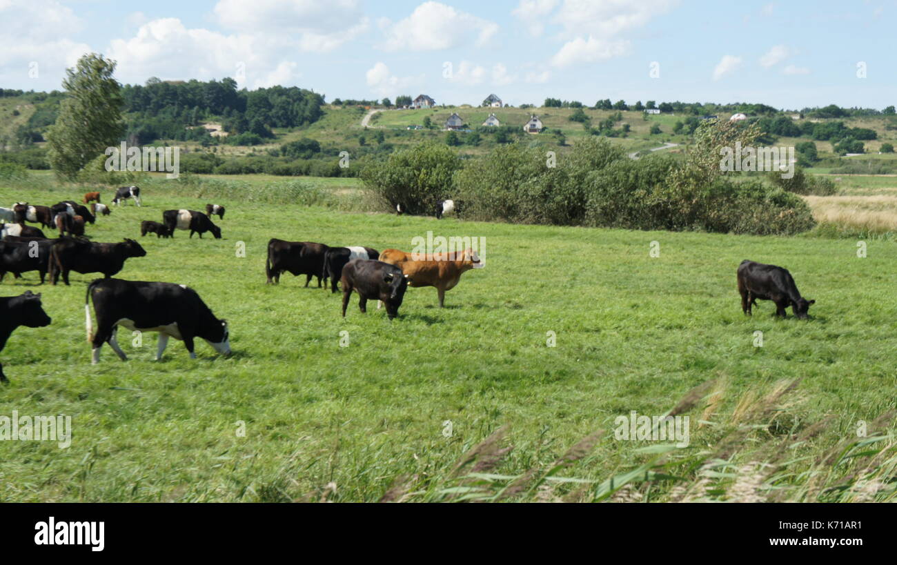 A few cows on the meadow on may Stock Photo - Alamy