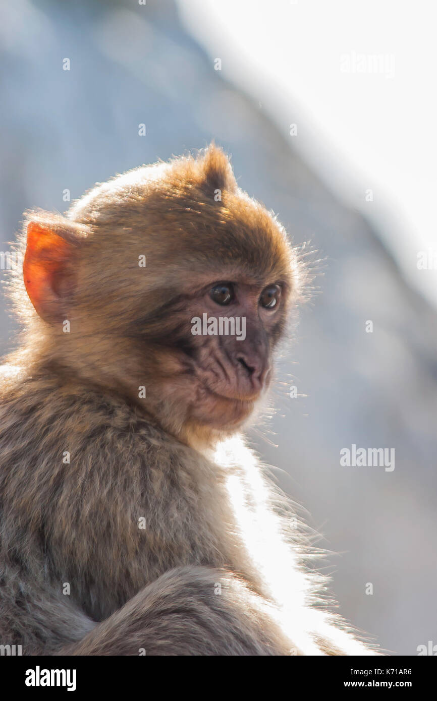 Barbary macaques in Gibraltar Stock Photo - Alamy