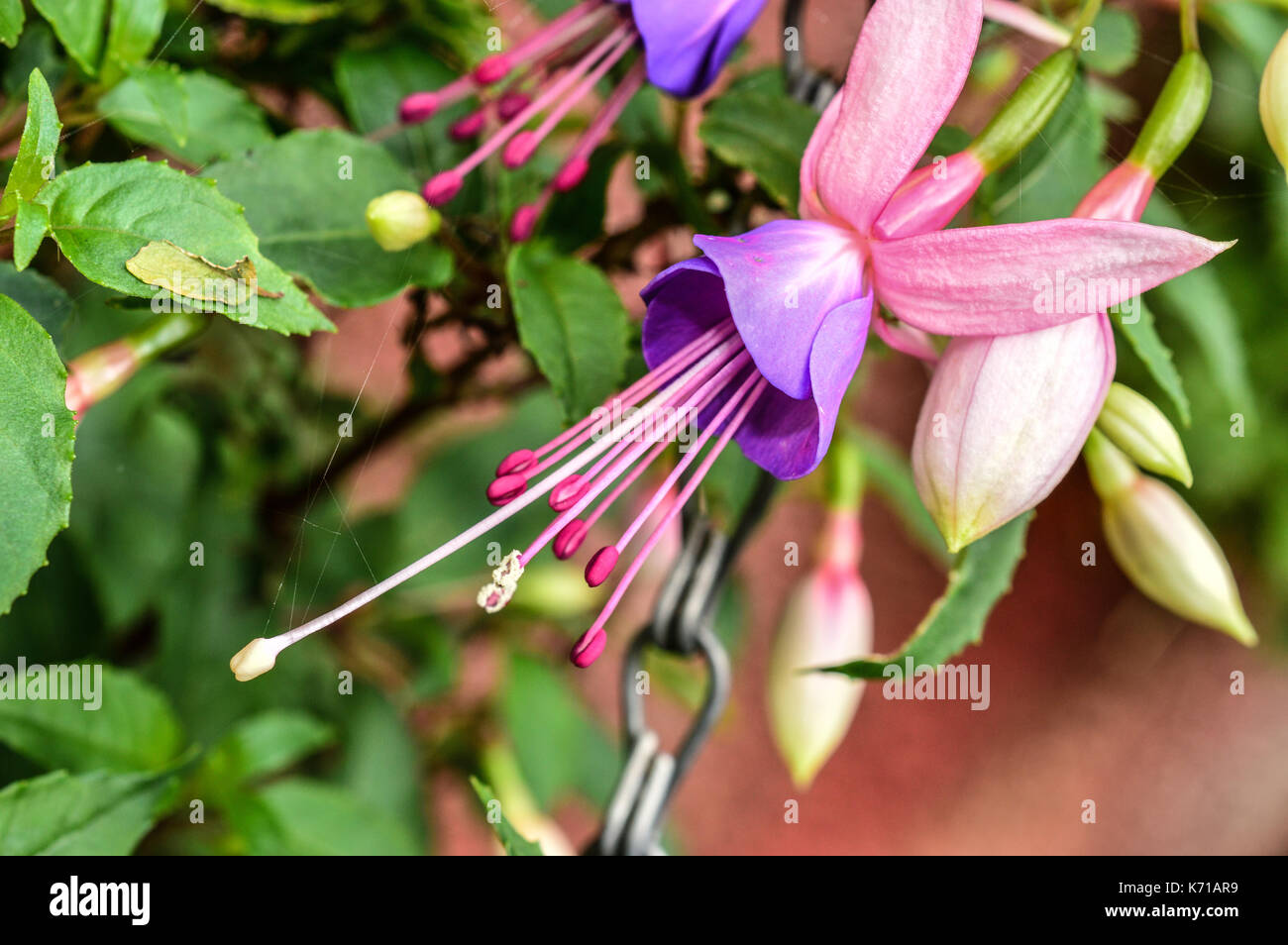 Fuchsia magellanice hi-res stock photography and images - Alamy