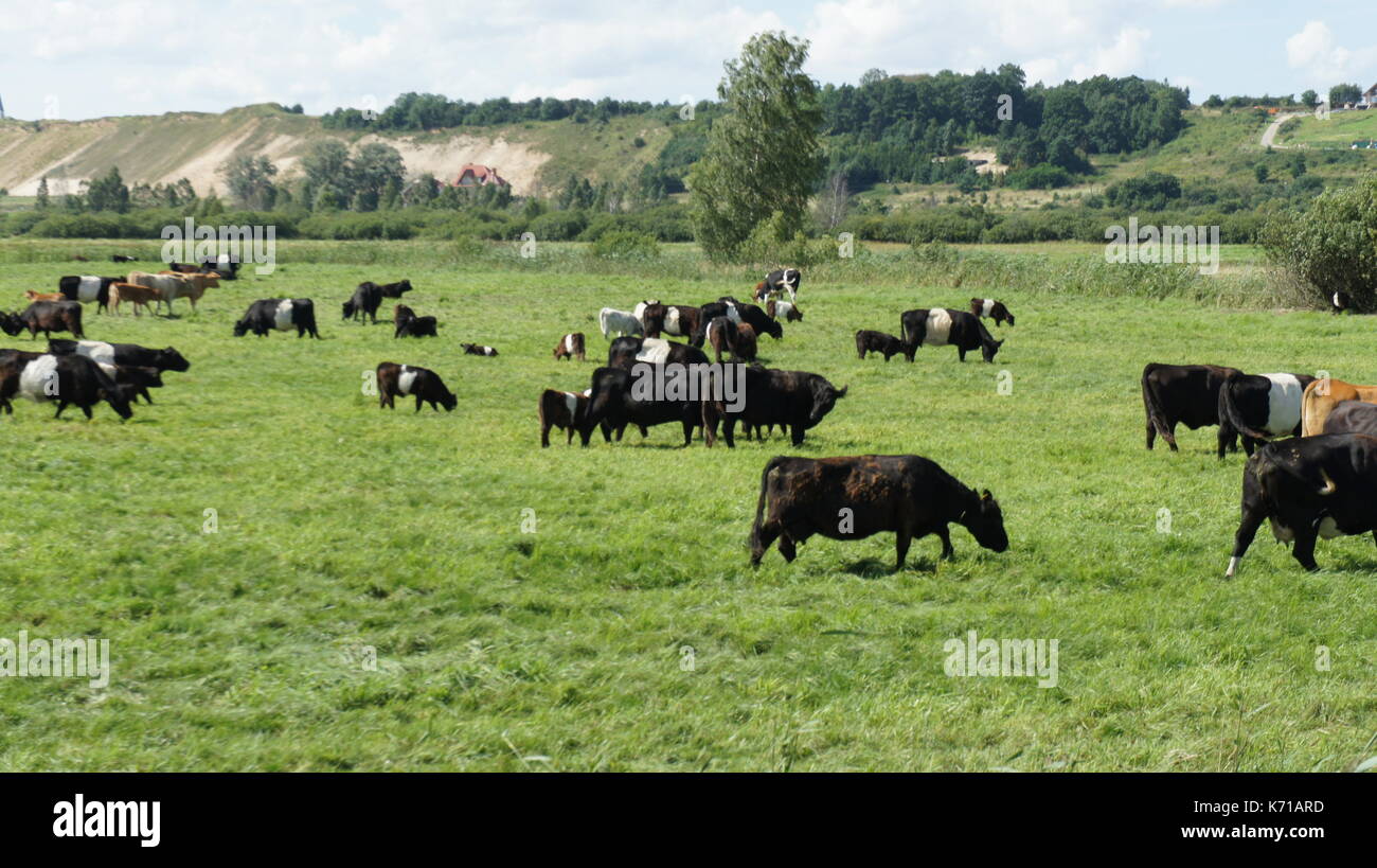 Few cows hi-res stock photography and images - Alamy