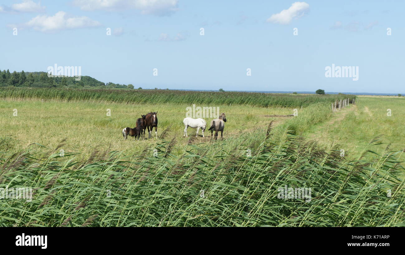 A few cows on the meadow on may Stock Photo - Alamy