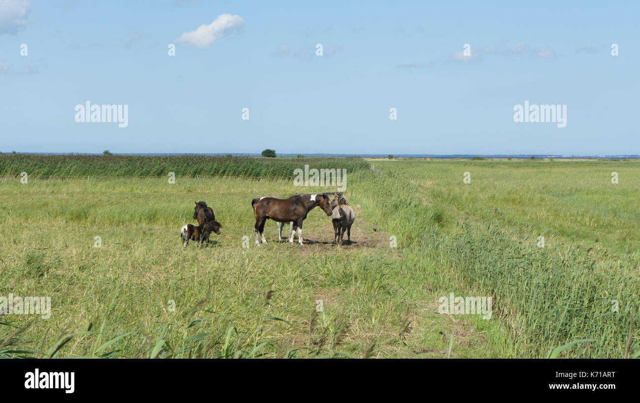 A few cows on the meadow on may Stock Photo - Alamy