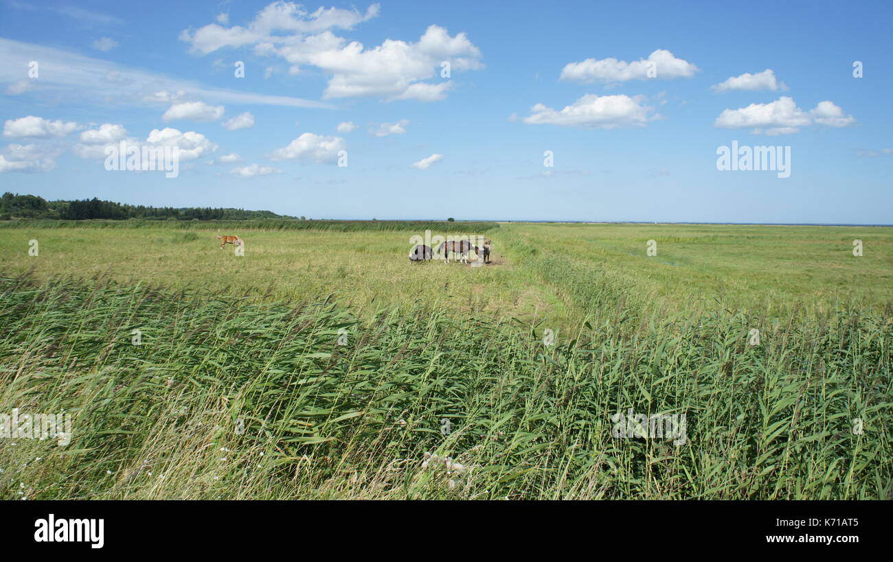 A few cows on the meadow on may Stock Photo - Alamy