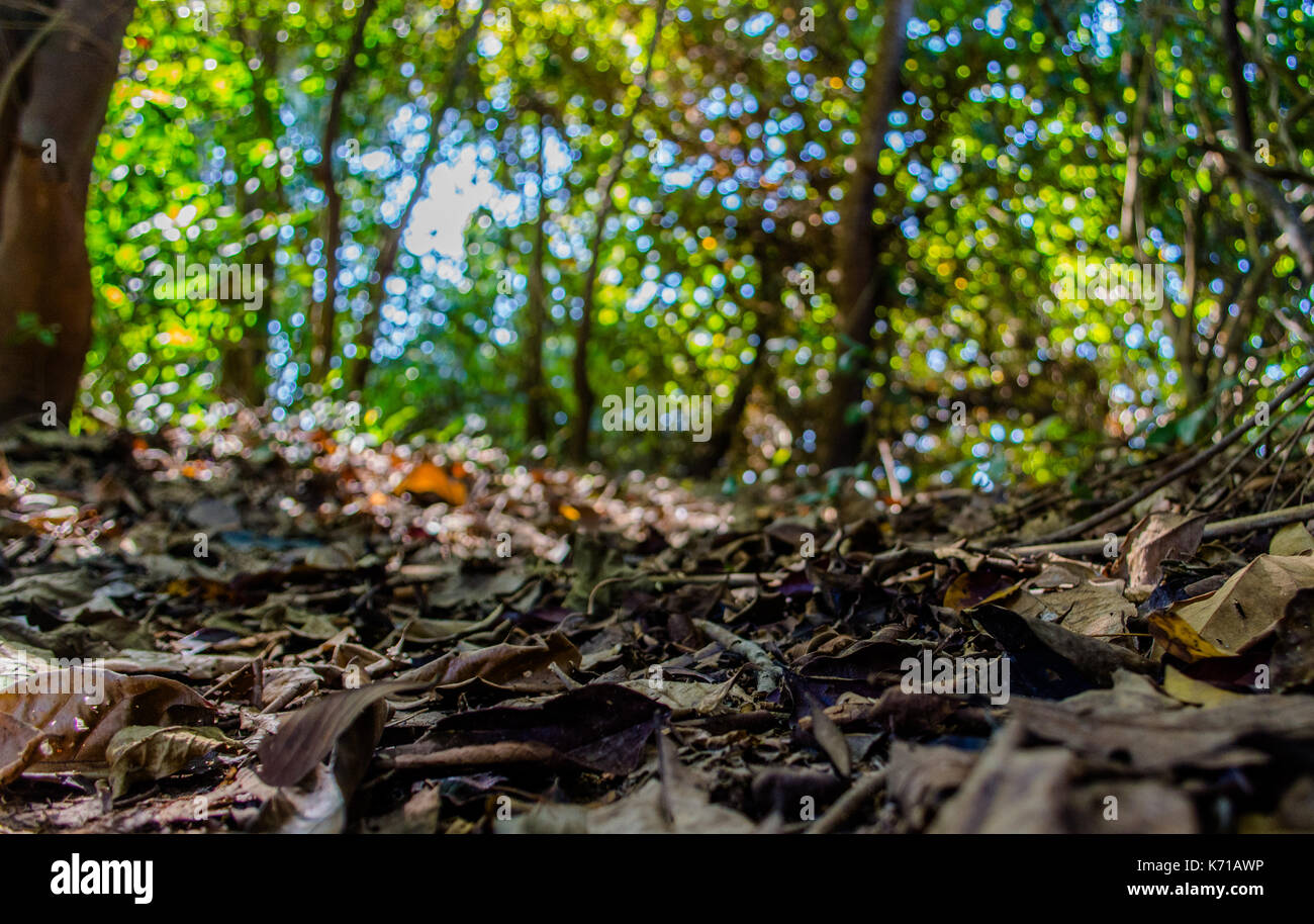 Mata próximo ao Rio Machado em Ji-Paraná Rondônia Stock Photo - Alamy