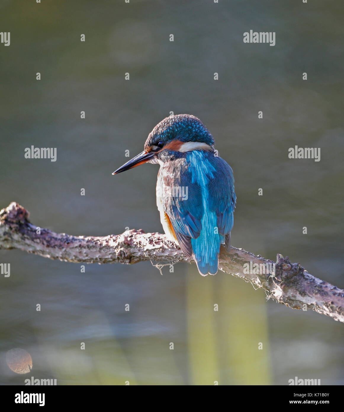 Kingfisher (Alcedo atthis Stock Photo - Alamy