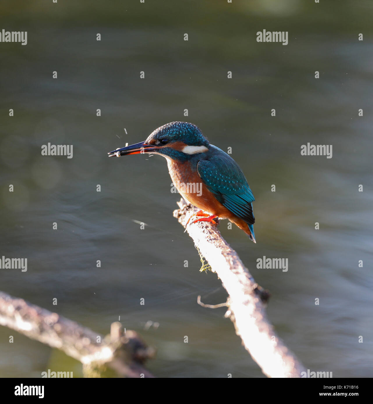 Kingfisher (Alcedo atthis Stock Photo - Alamy
