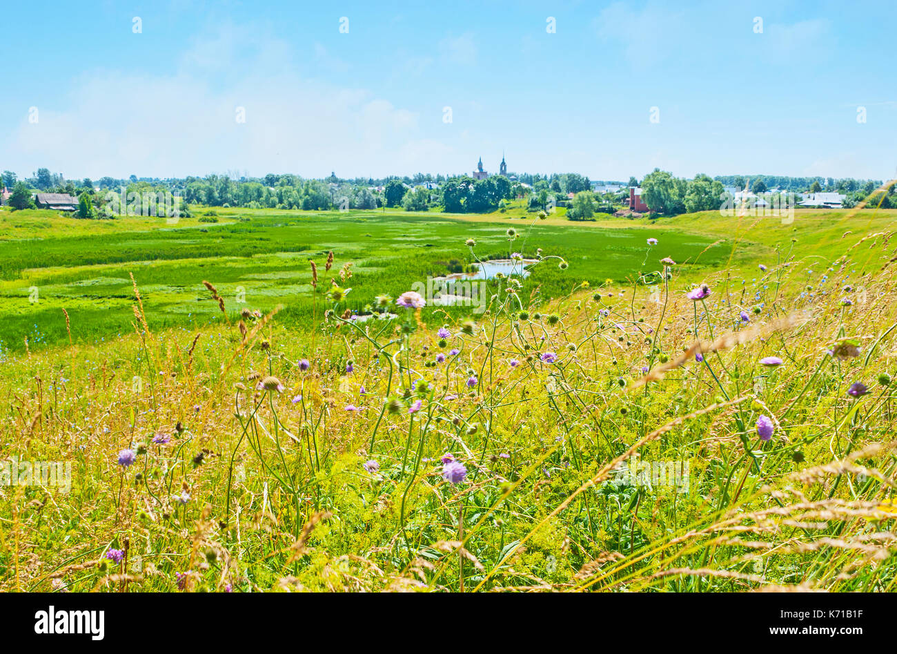 The beautiful fragrant wildflowers on Ilinskiy meadow, the wetland ...