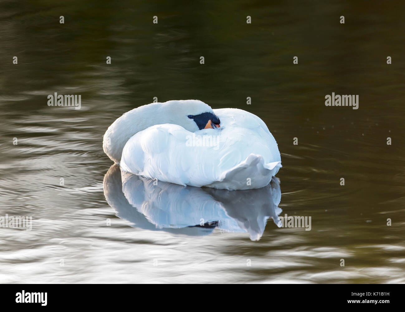 Orange swan beak hi-res stock photography and images - Alamy