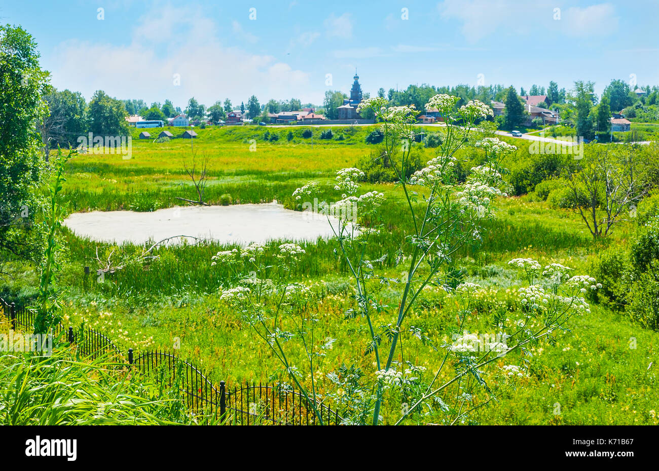 Ilinskiy meadow with a small swamp, lush greenery and poison hemlock on ...