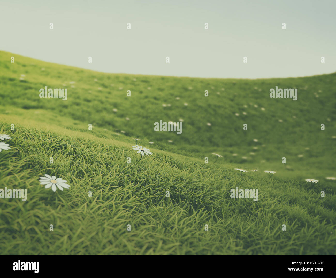 Green grass meadow with white flowers Stock Photo - Alamy