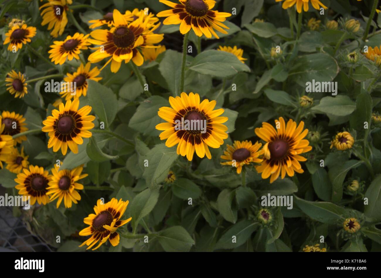 Yellow Flowers in the Garden Stock Photo - Alamy