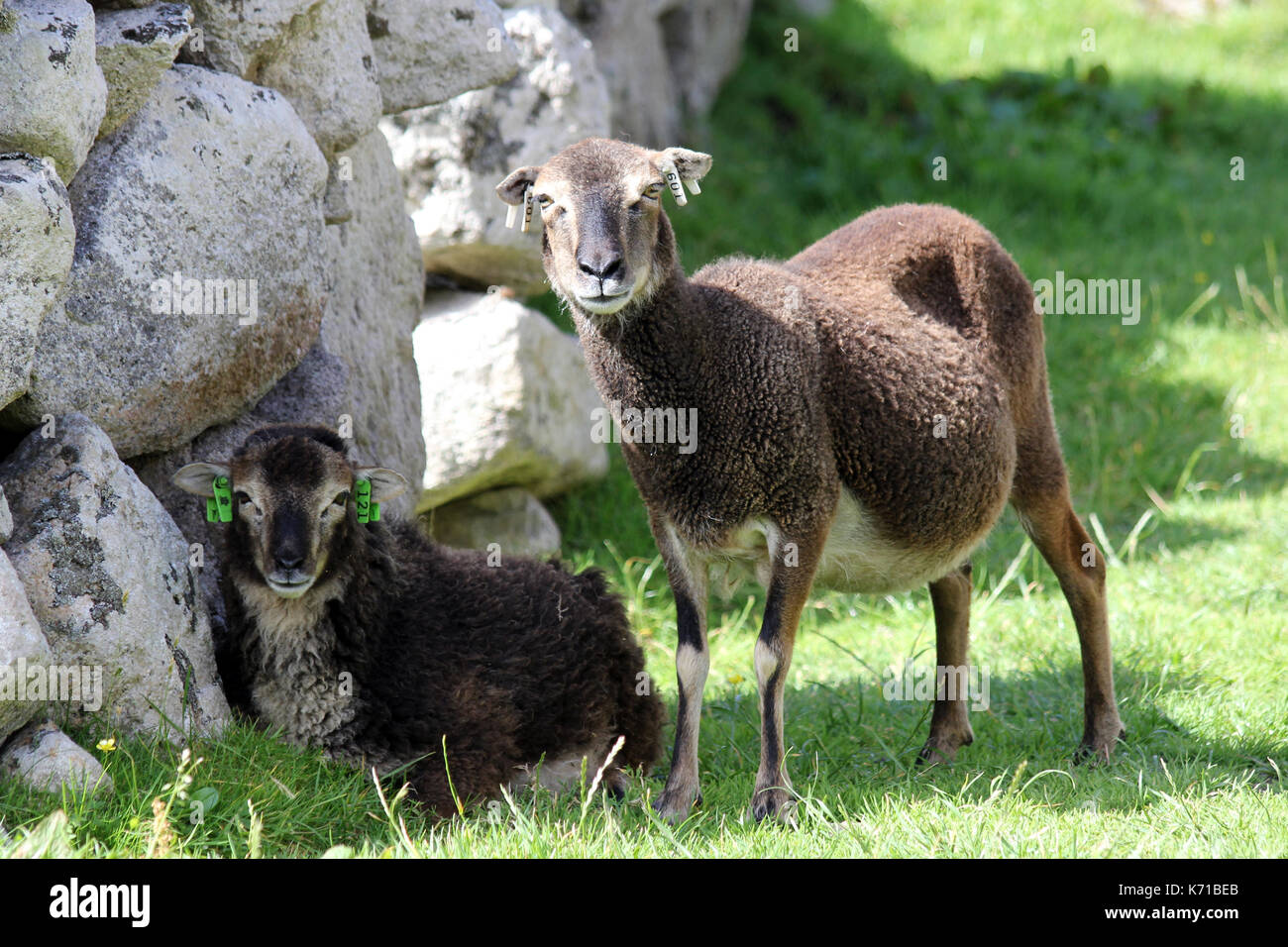soay sheep on the island of hirta Stock Photo - Alamy