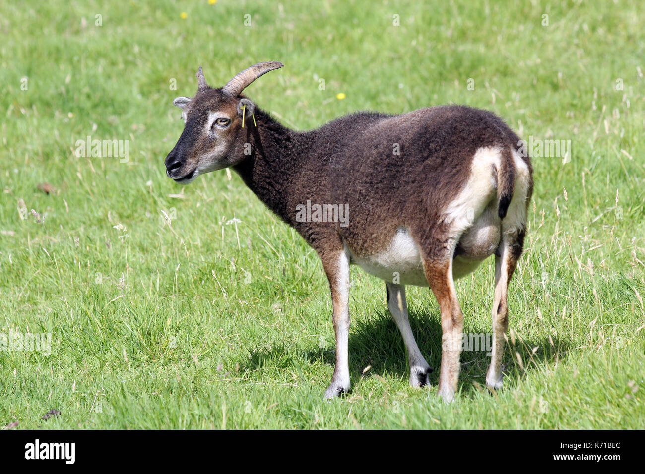 soay sheep on the island of hirta Stock Photo - Alamy