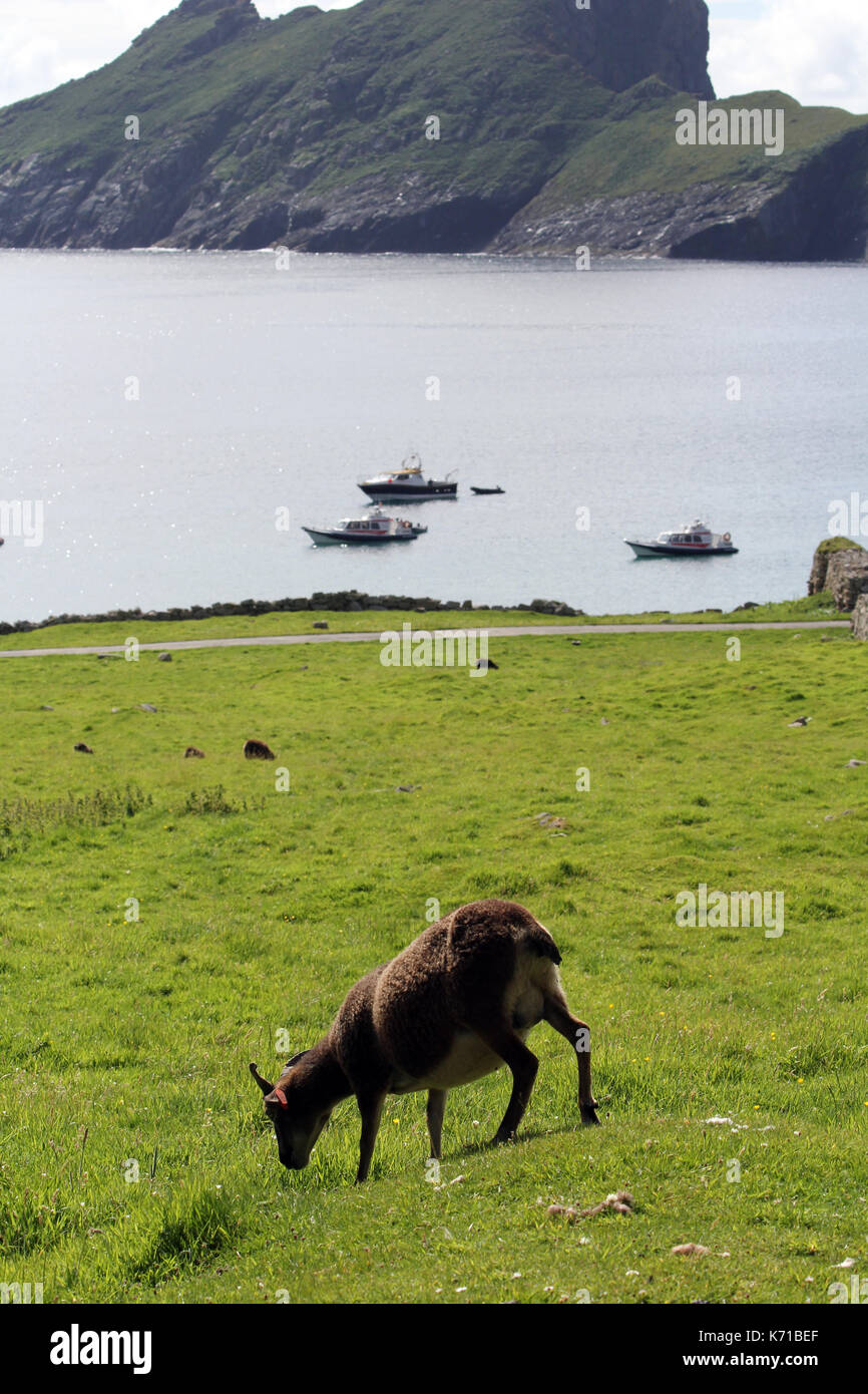 soay sheep st kilda village on the island of hirta scotland Stock Photo ...