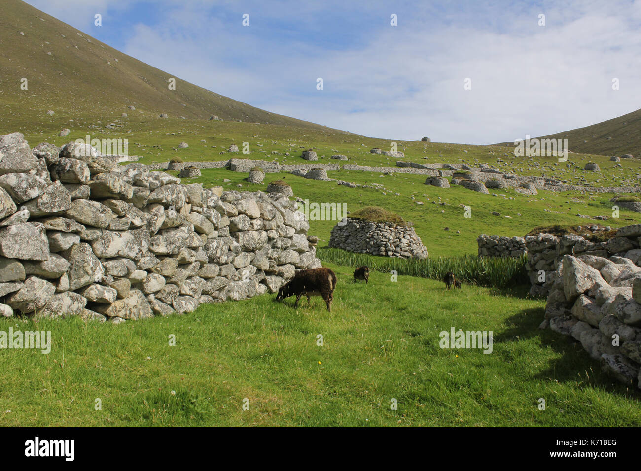 soay sheep st kilda village on the island of hirta scotland Stock Photo ...