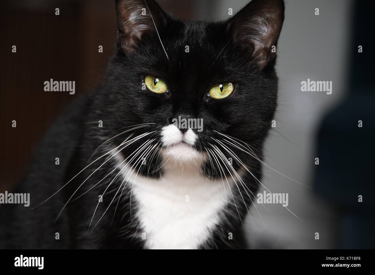 Black and white cat Stock Photo - Alamy